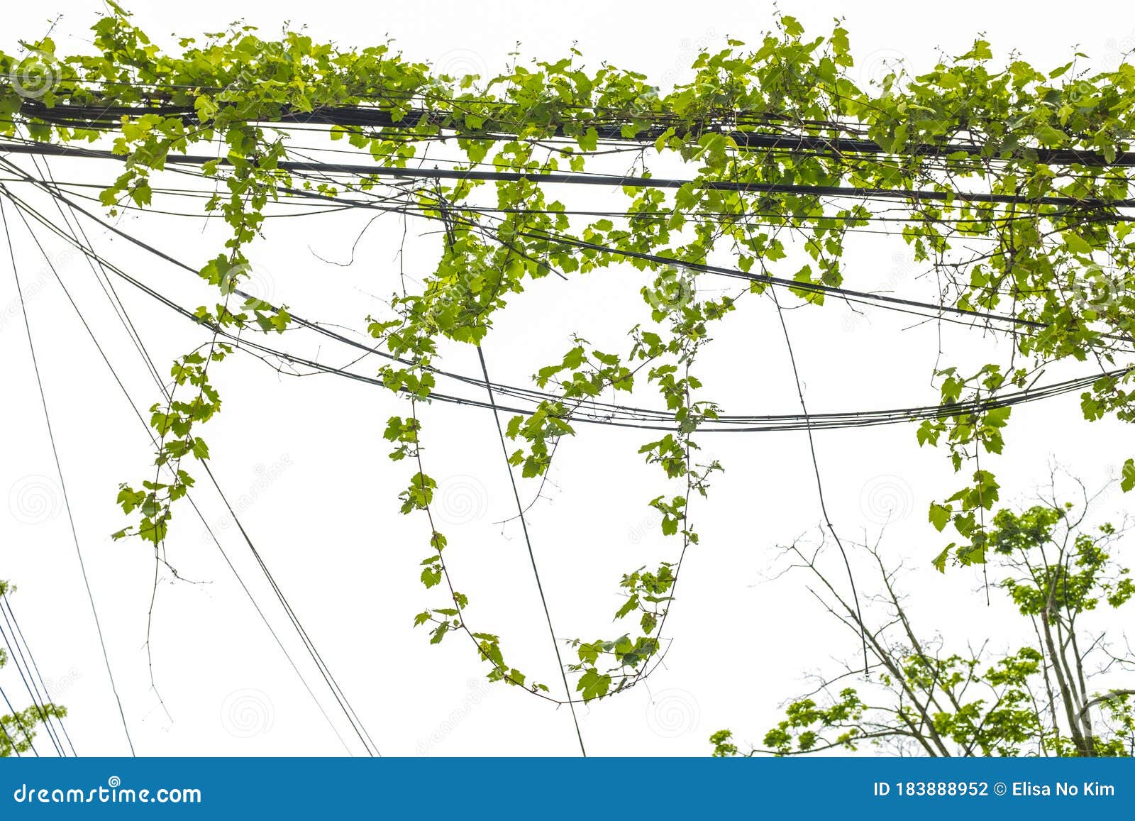 Creeping in the cables stock photo. Image of wire, gree - 183888952