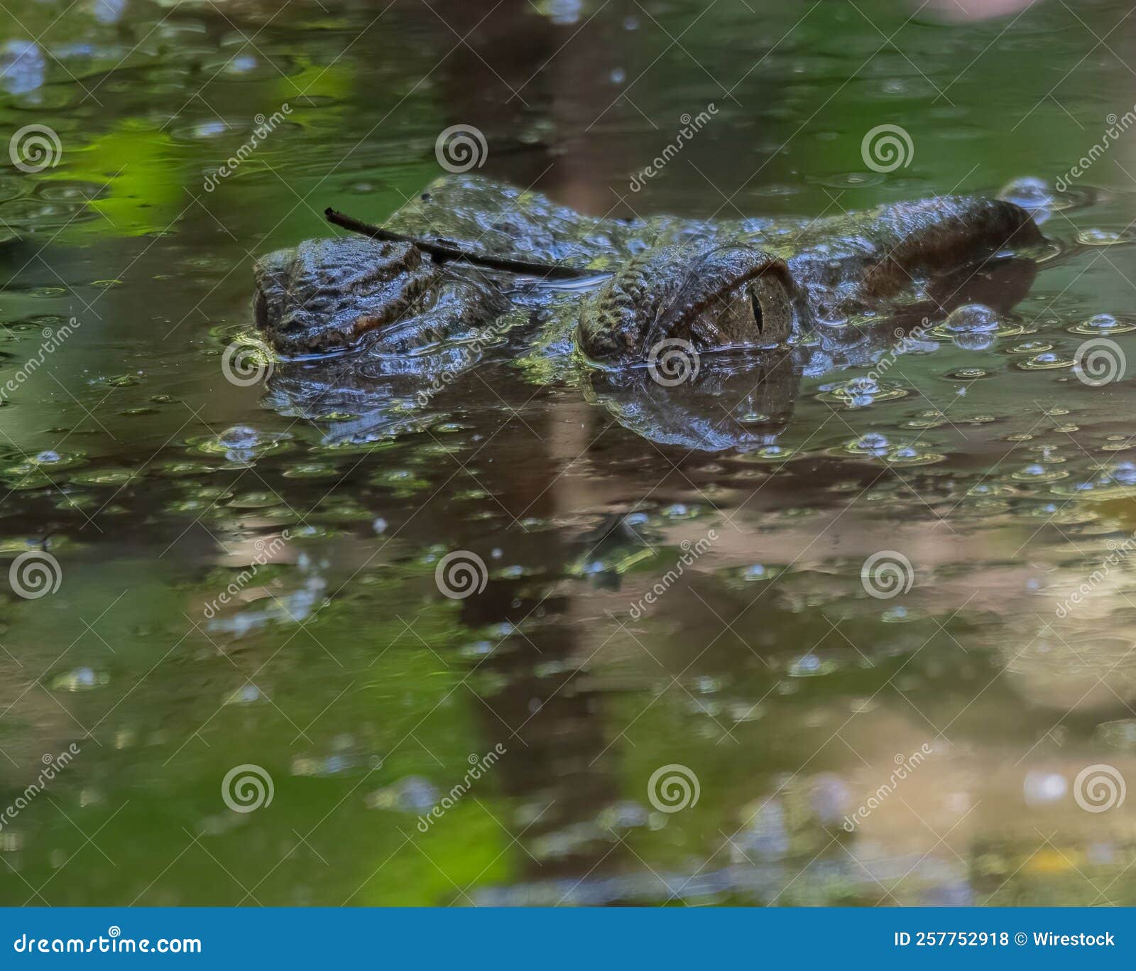 View of a Crocidile or an Alligator Swimming in Lake or Pond Stock ...