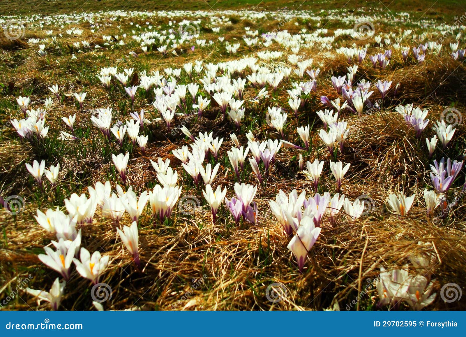 Wild crocuses on meadow stock image. Image of detail - 29702595