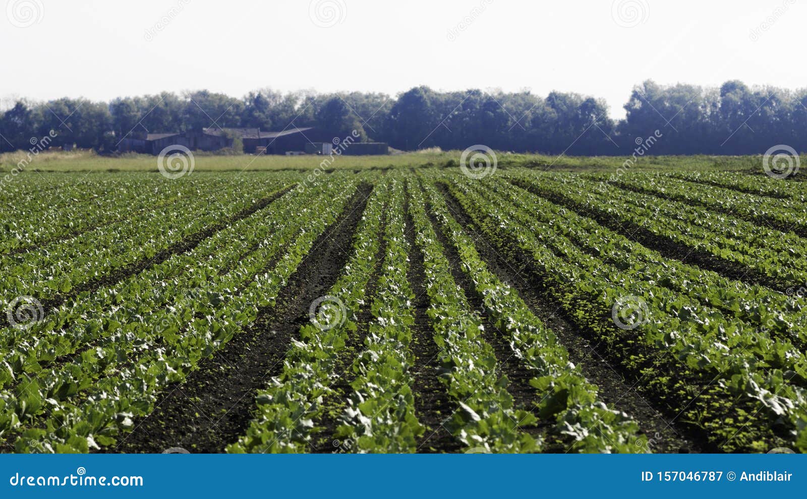 A View of a Crop Field with Single Point Perspective. Stock Image ...