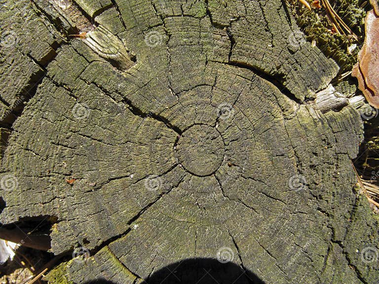 View of a Cross-section of a Tree Trunk Cut Down in the Forest Stock ...
