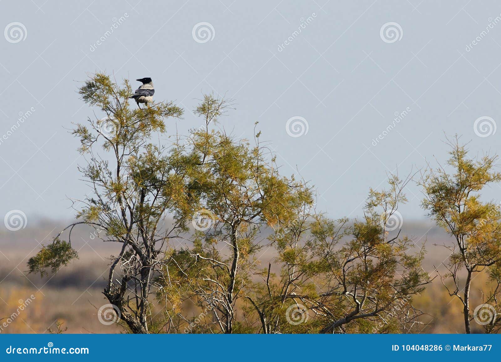 View of Crow in Evros River, Greece. Stock Photo - Image of corvus ...