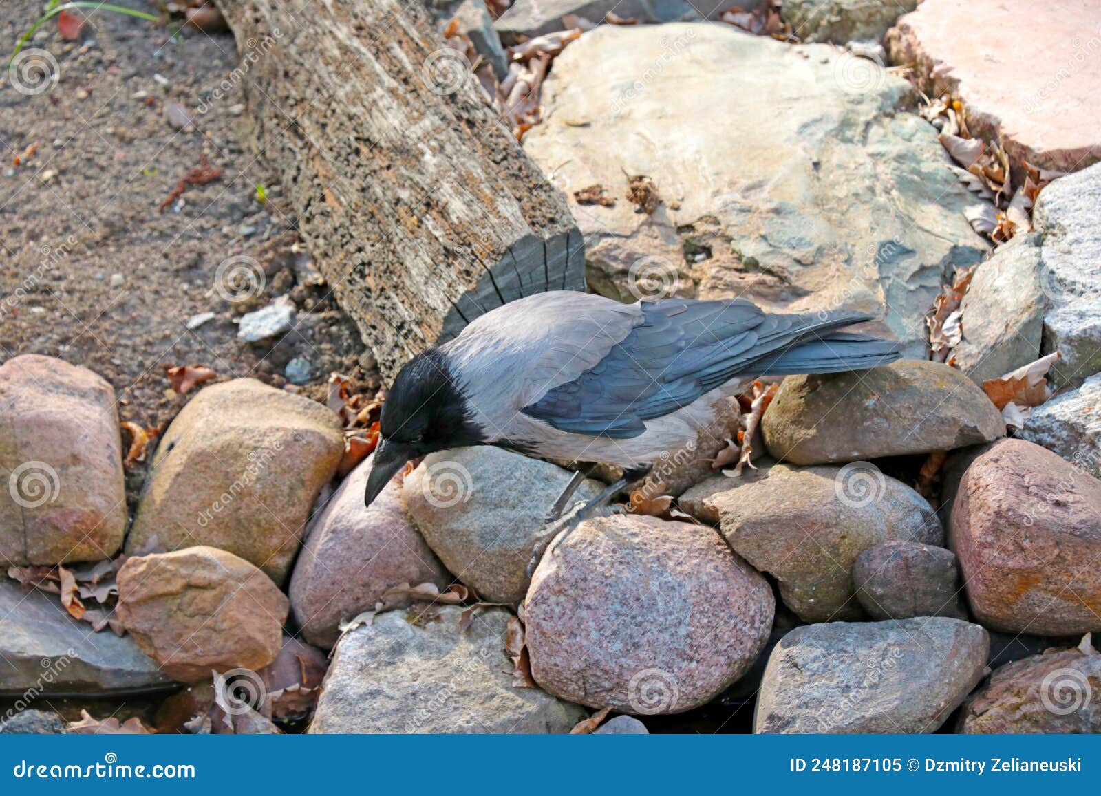 A View of a Crow that Stands on a Rock. Stock Image - Image of december ...