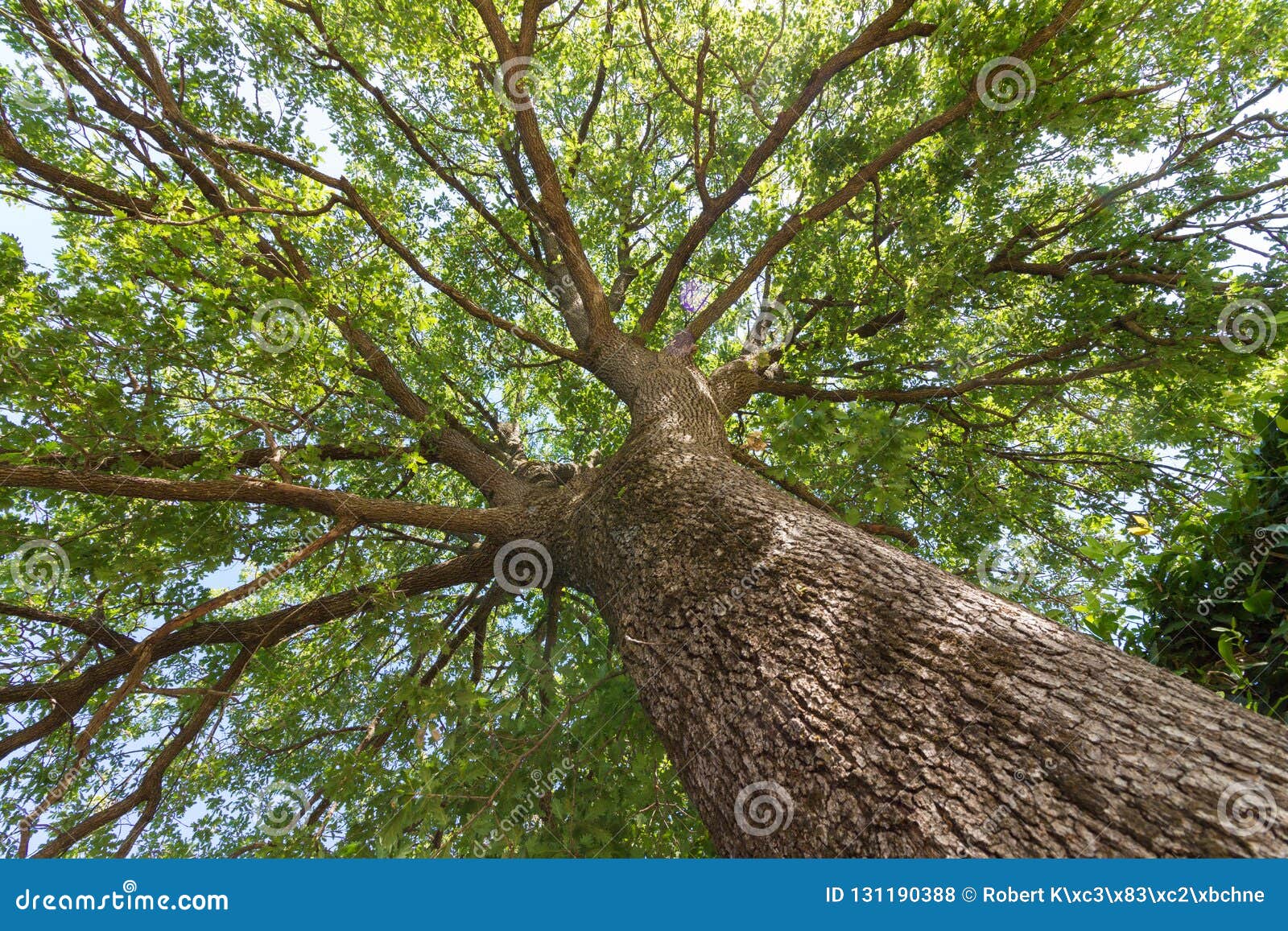 View through the Crown of an Oak Tree Stock Photo - Image of quercus ...