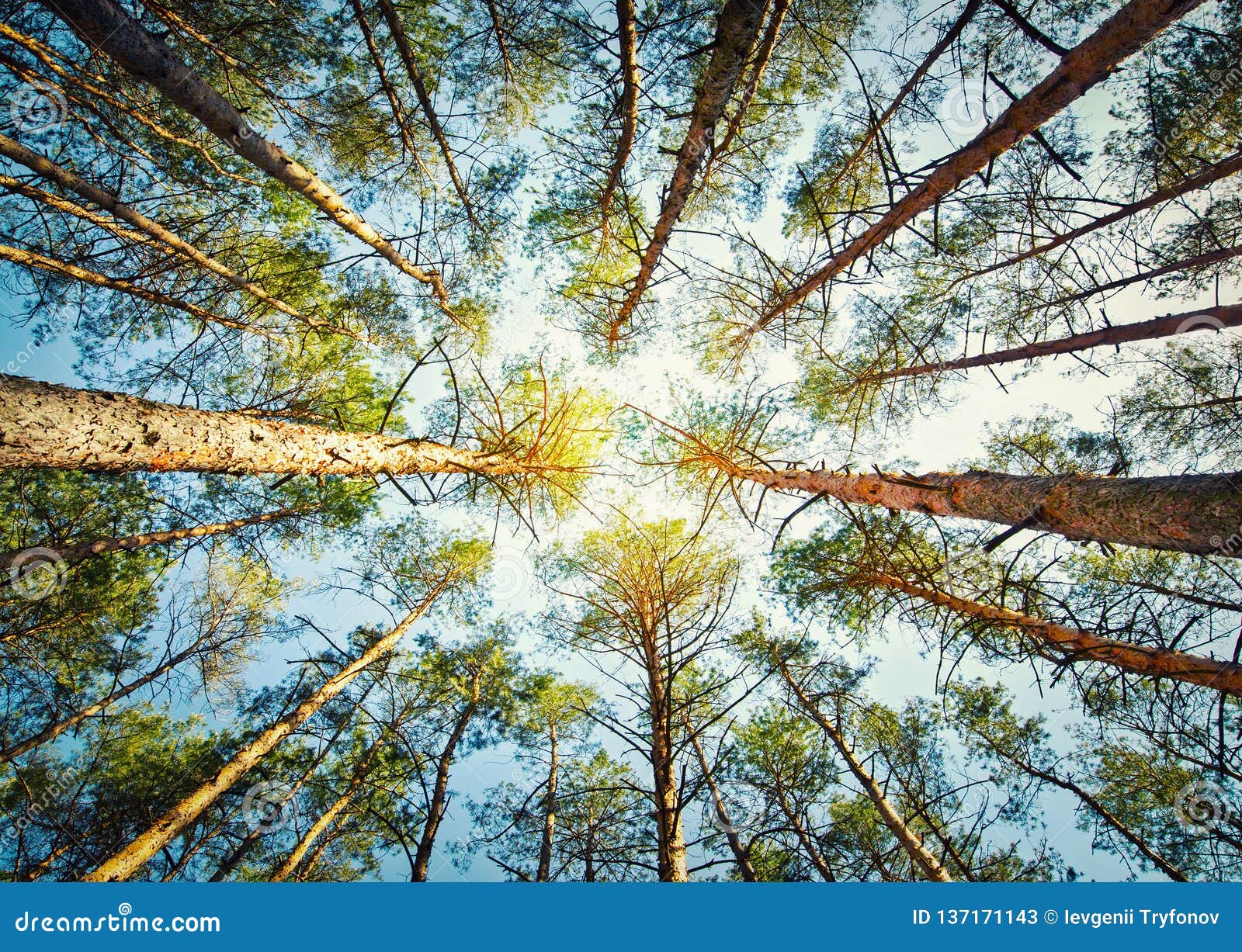 View of the Crown Trees in the Pine Forest, Retro Style Stock Image ...