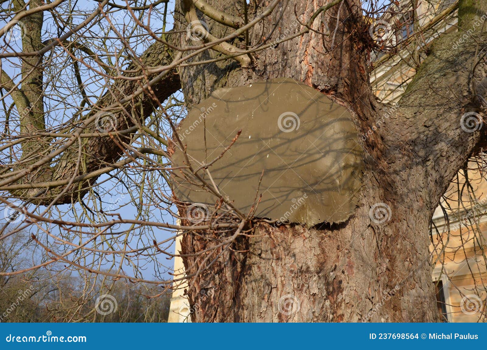 View of the Crown and Trunk of an Old Tree, Repair of Cavity Against ...