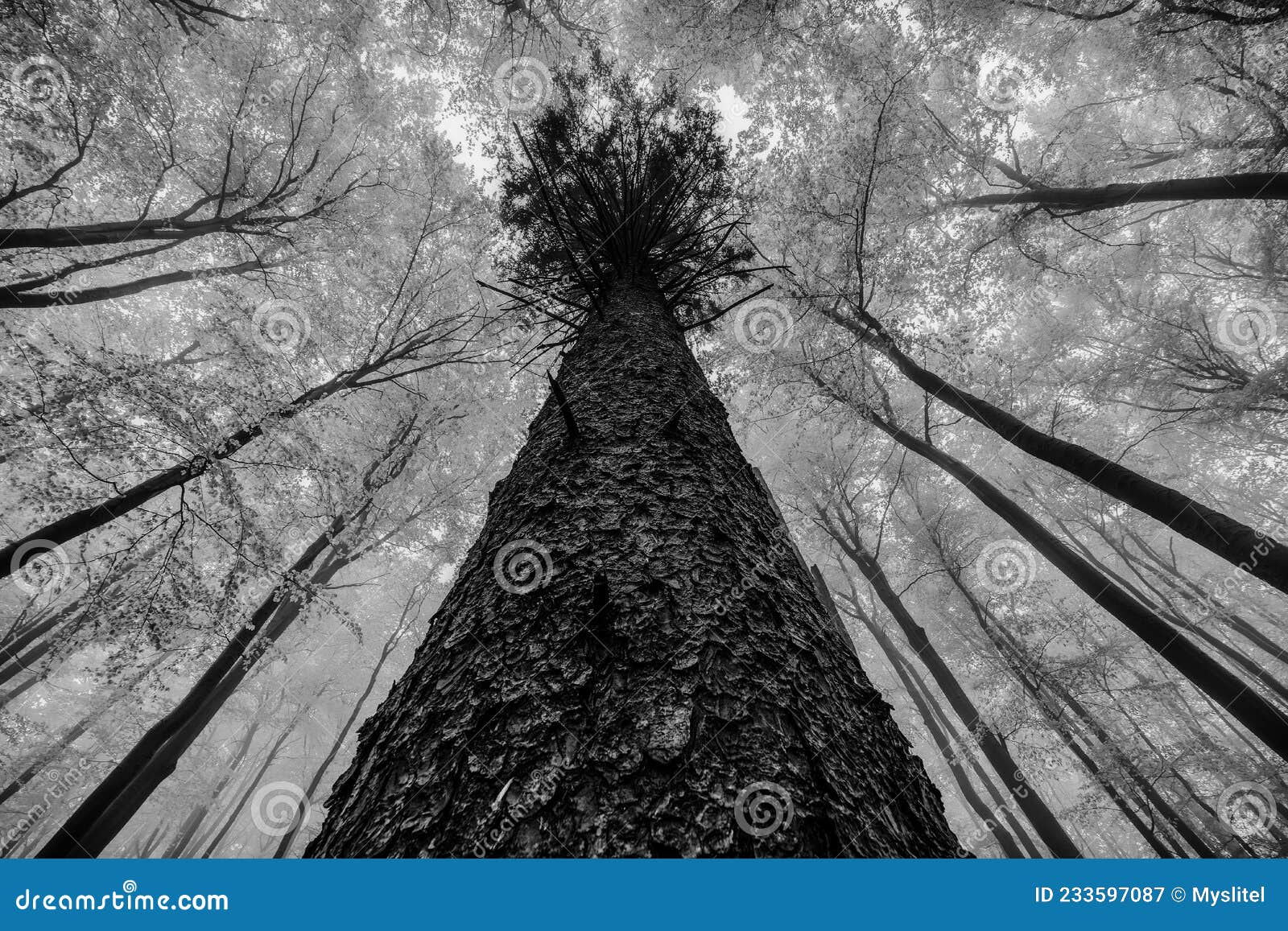 View into the Crowns of Spring Trees Stock Image - Image of branch ...
