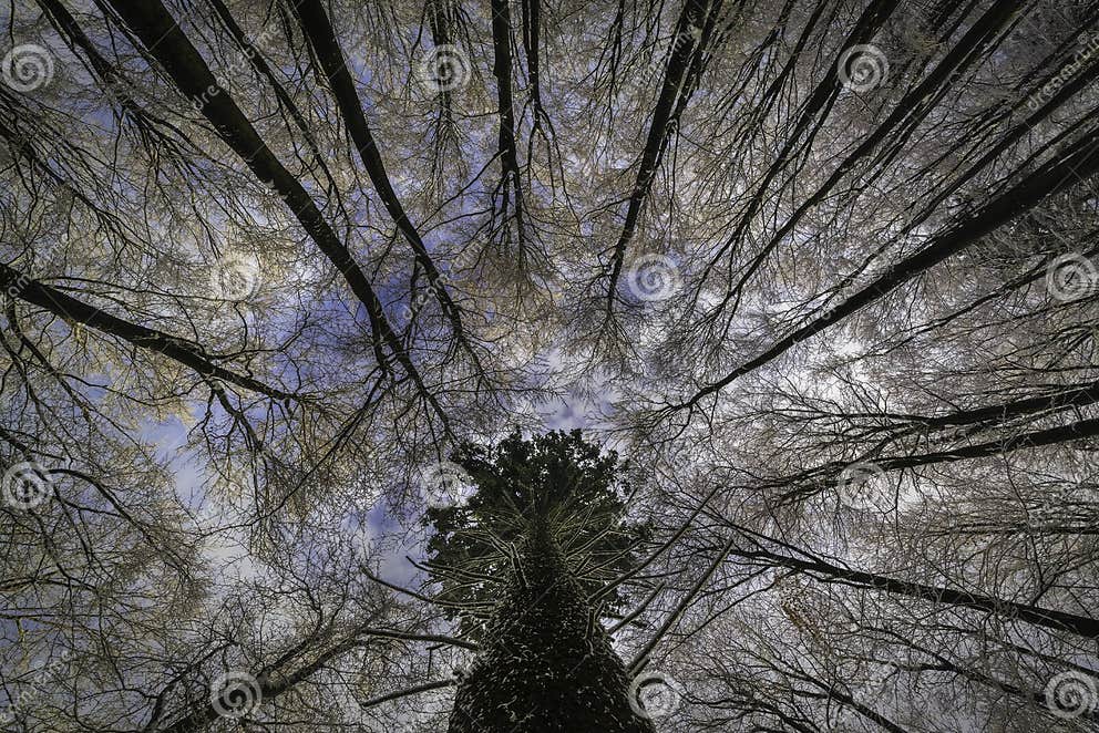 View into the Crowns of Spring Trees Stock Image - Image of spring ...