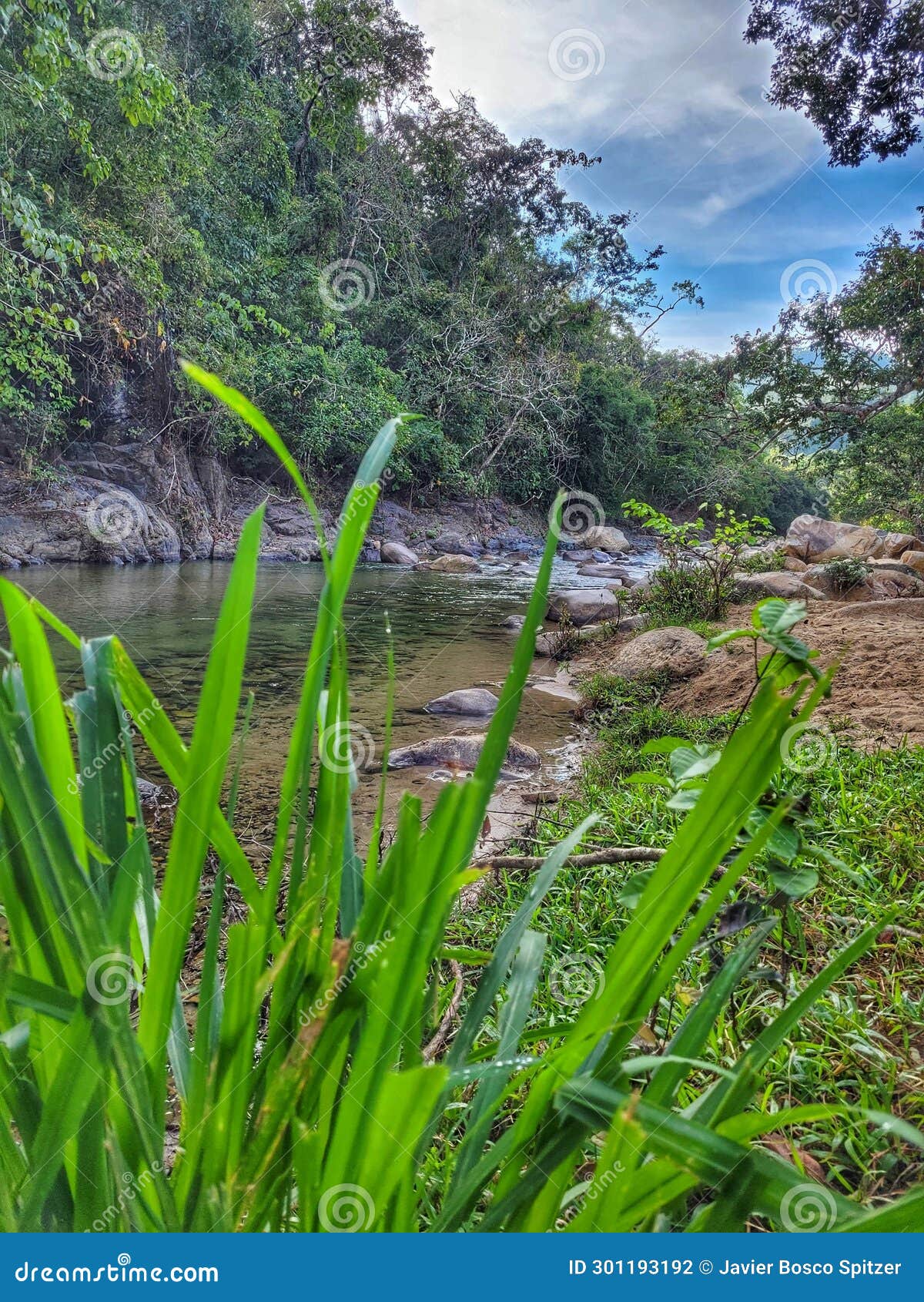 View of the Crystal Clear River from the Tall Grass Stock Photo - Image ...