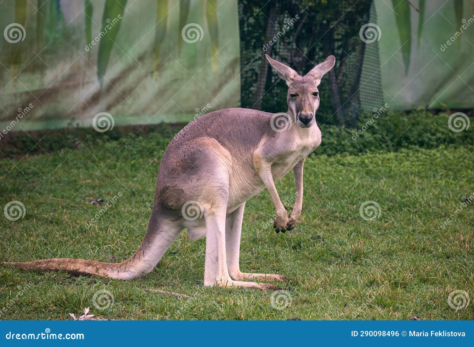 View of Curious Kangaroo Staying on His Back Legs at Lone Koala ...