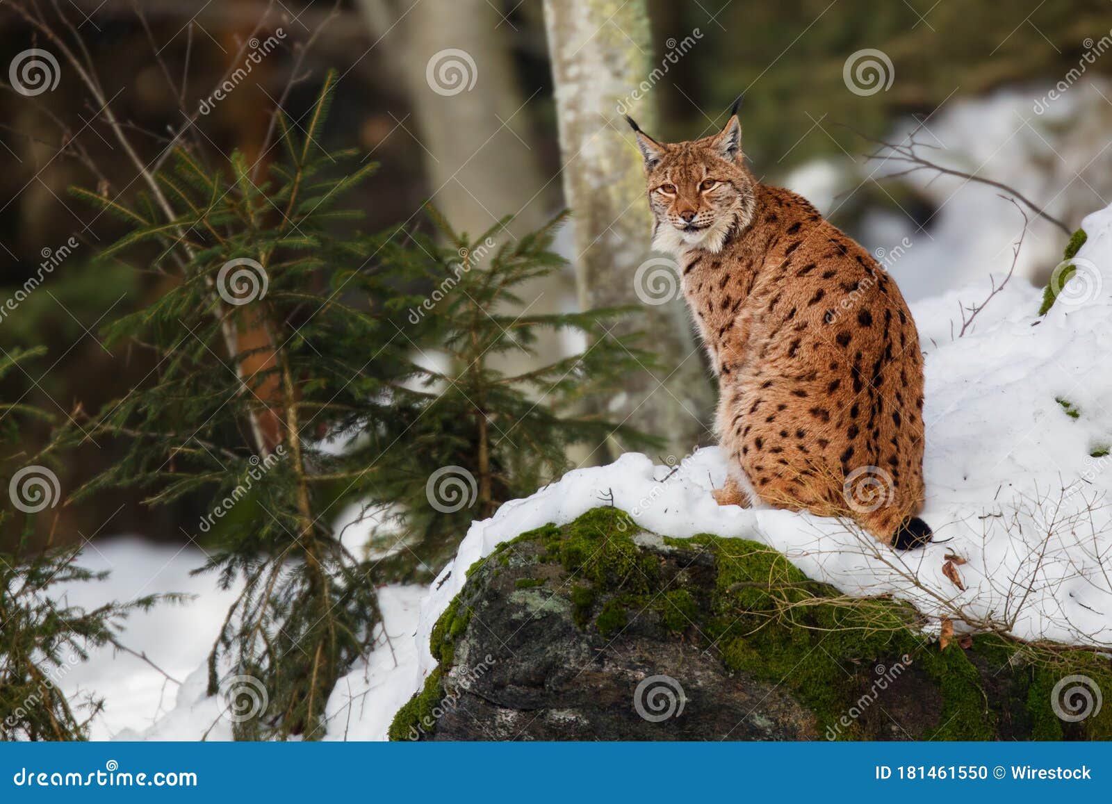 View of a Curious Wildcat Looking for Something Interesting in a Snowy ...