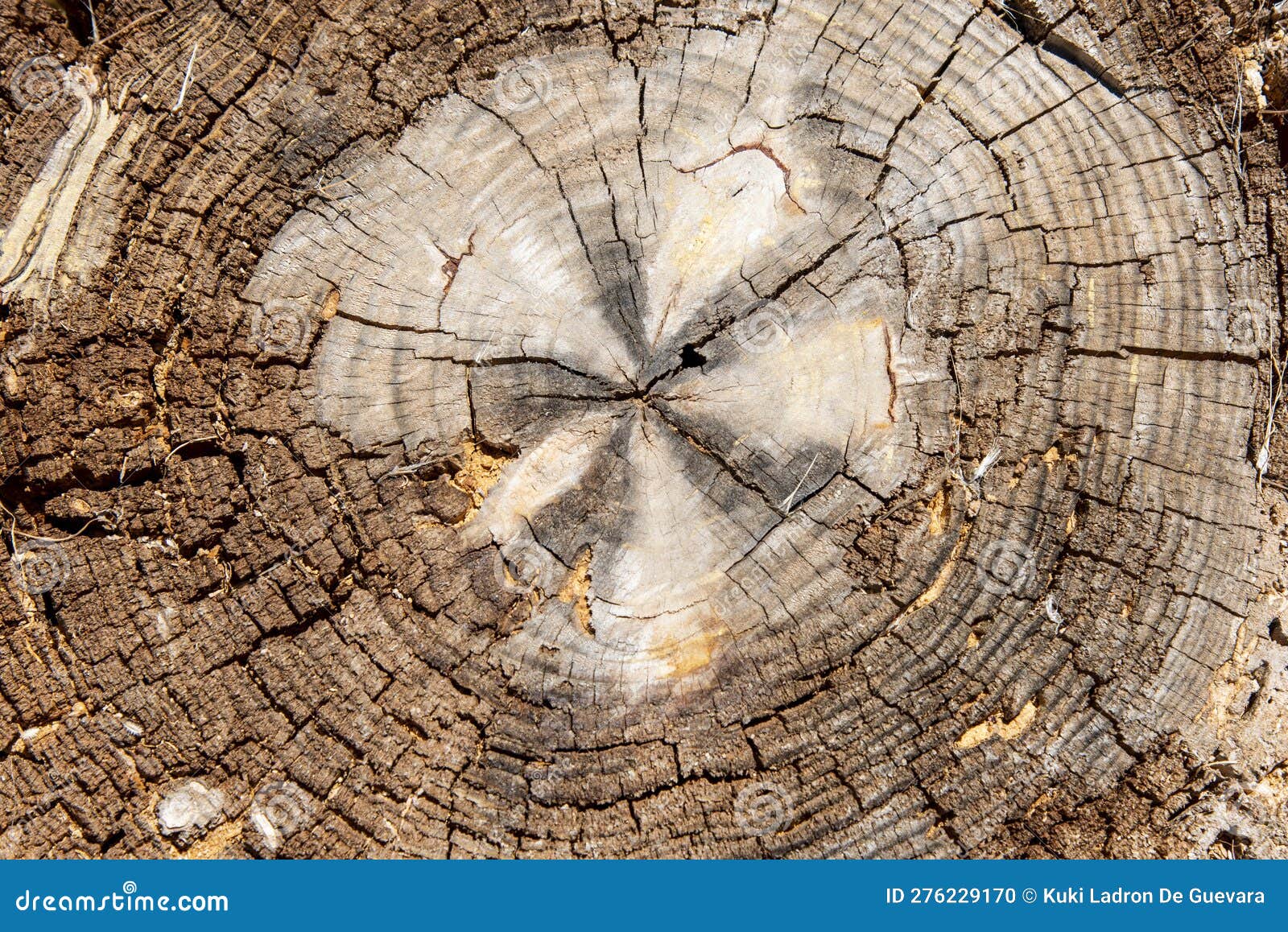 View of the Cut Trunk of an Old Tree Stock Photo - Image of nature ...