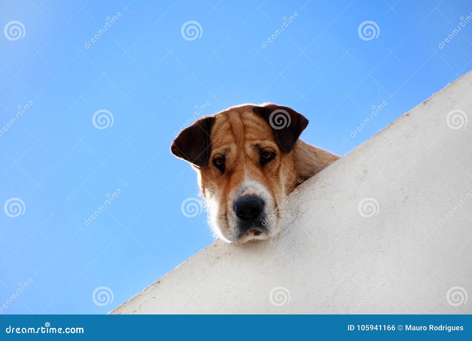 Cute dog peaking stock photo. Image of brown, funny - 105941166