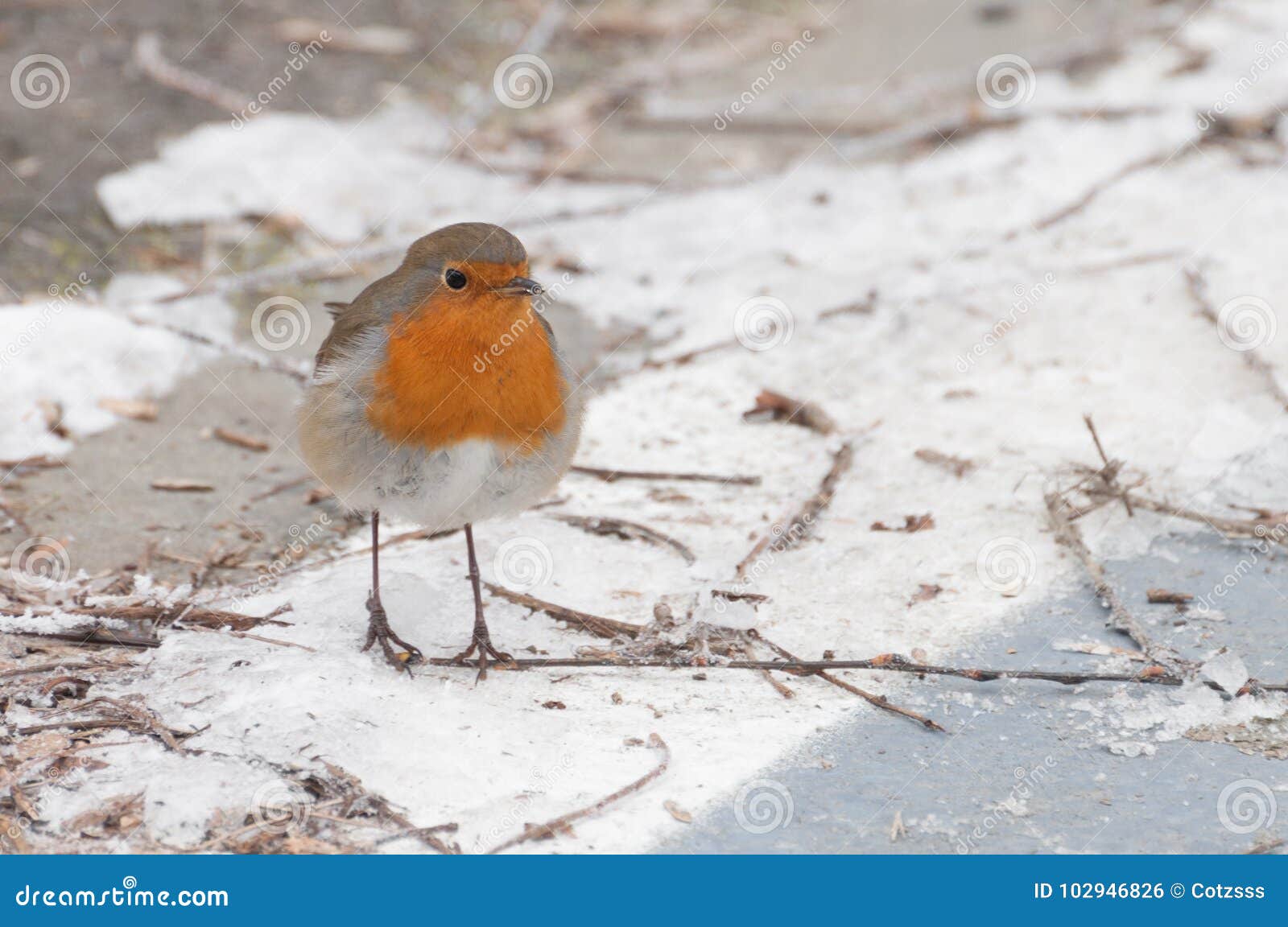 Fluffy European Robin Portrait Stock Photo - Image of portrait, bird ...