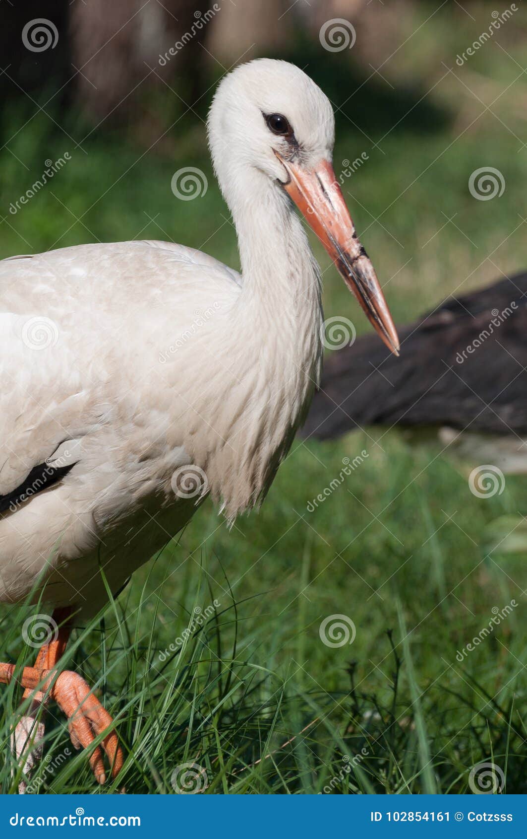 Cute Fluffy Young Stork Looking at the Camera Stock Image - Image of ...