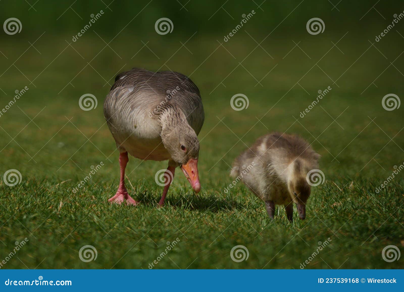 View of Cute Geese in Their Habitat Stock Photo - Image of backdrop ...