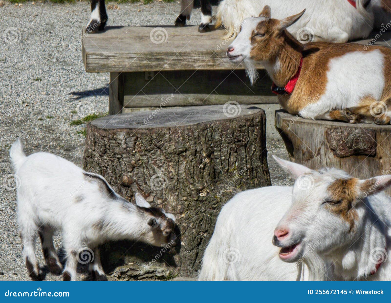 View of Cute Goat Kids Playing on the Farm on a Sunny Day Stock Image ...
