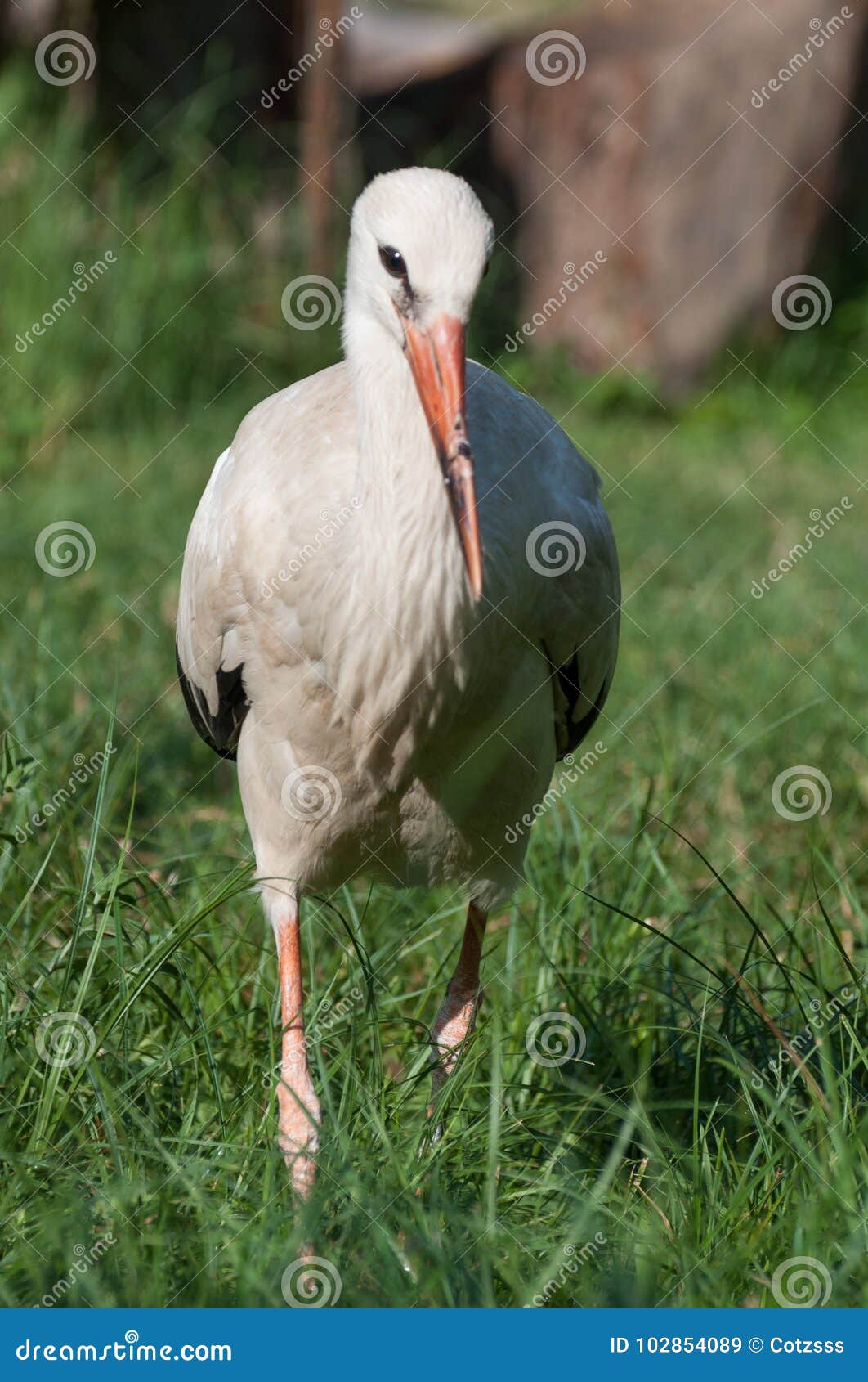 Cute Juvenile Stork Looking at the Camera Stock Image - Image of fauna ...