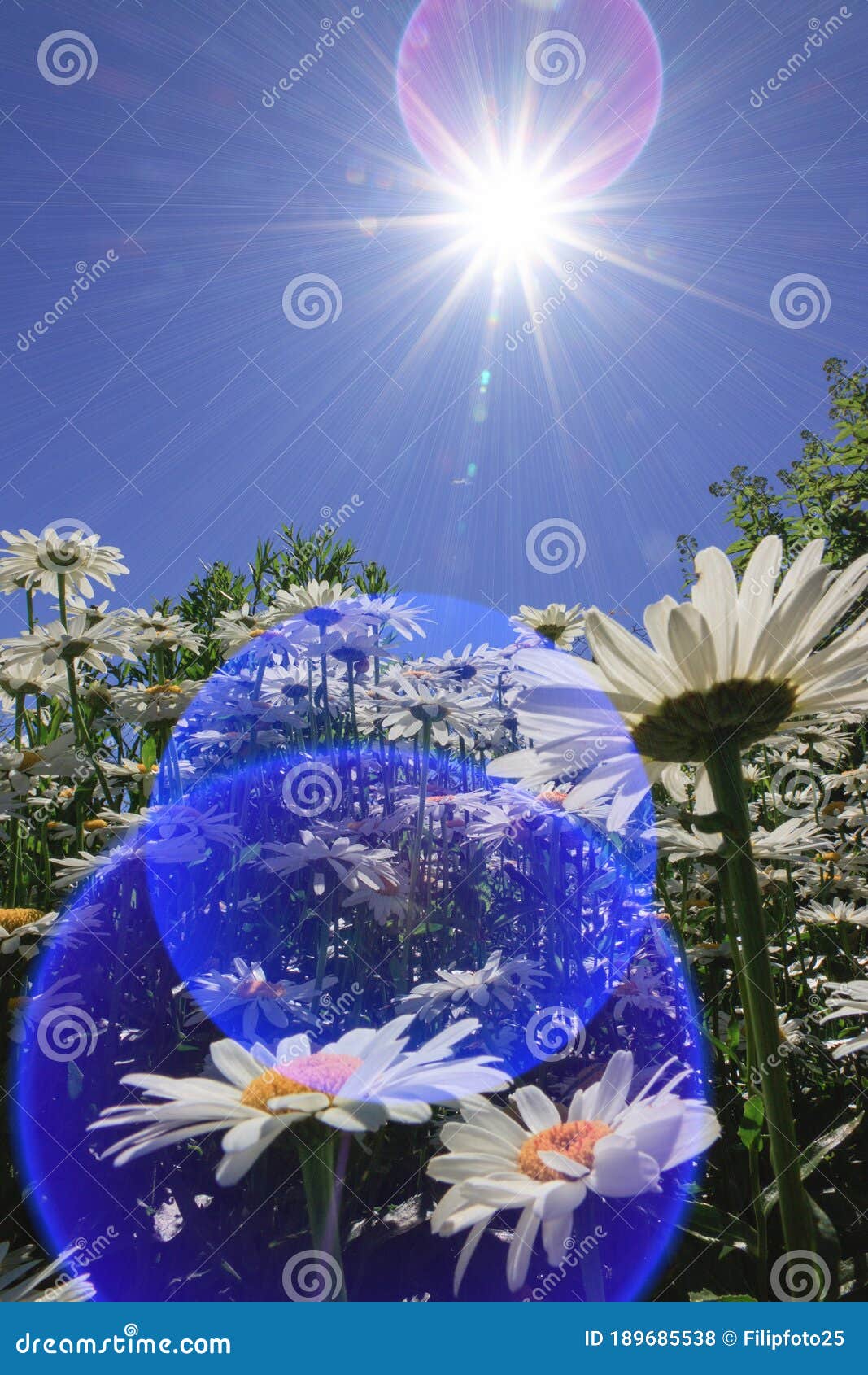 Daisies and Blue Circles from the Sun Stock Photo - Image of gardening ...