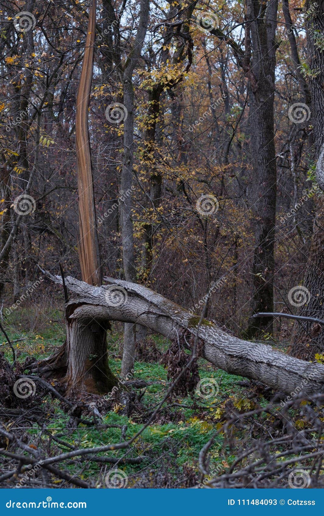 Tree Broken by Storm during Autumn, Hit by Lightning Stock Image ...