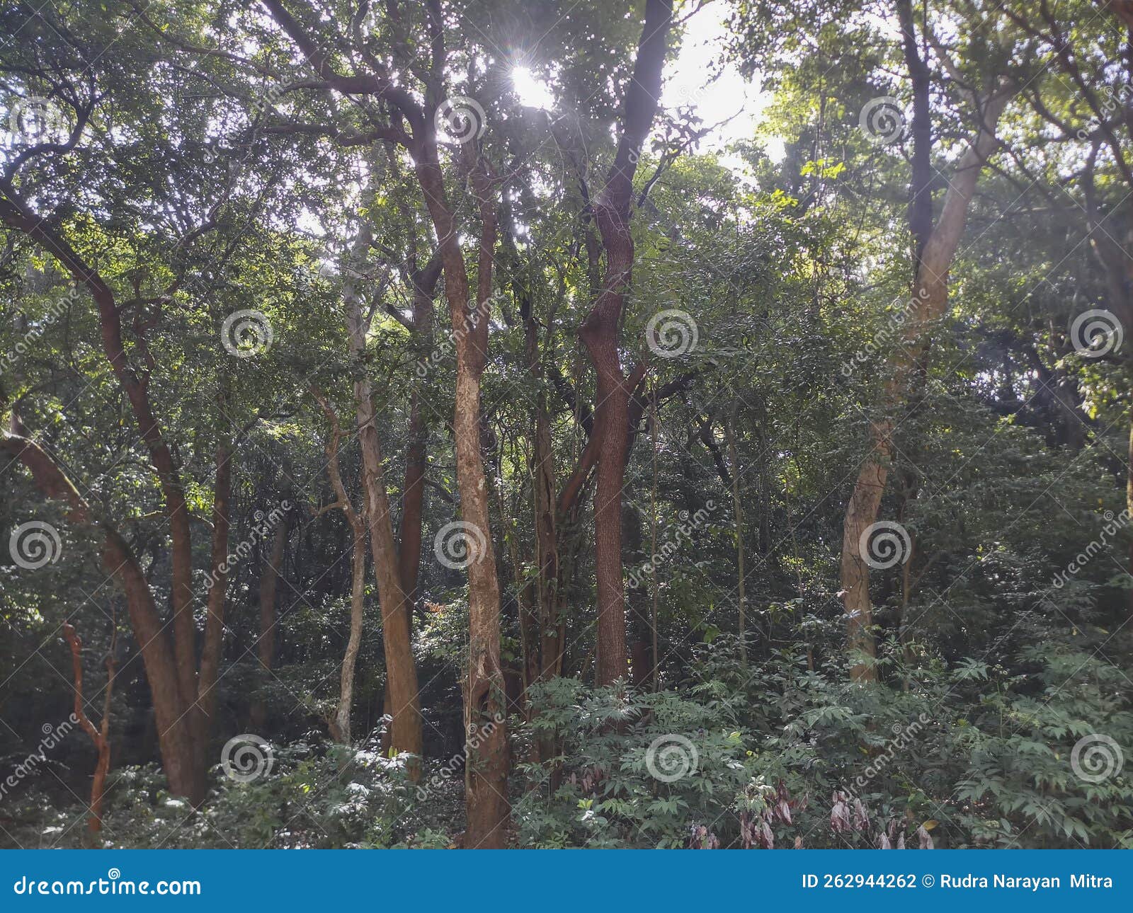 View of Dandeli Forest and Road Passing through the Trees of Dandeli ...