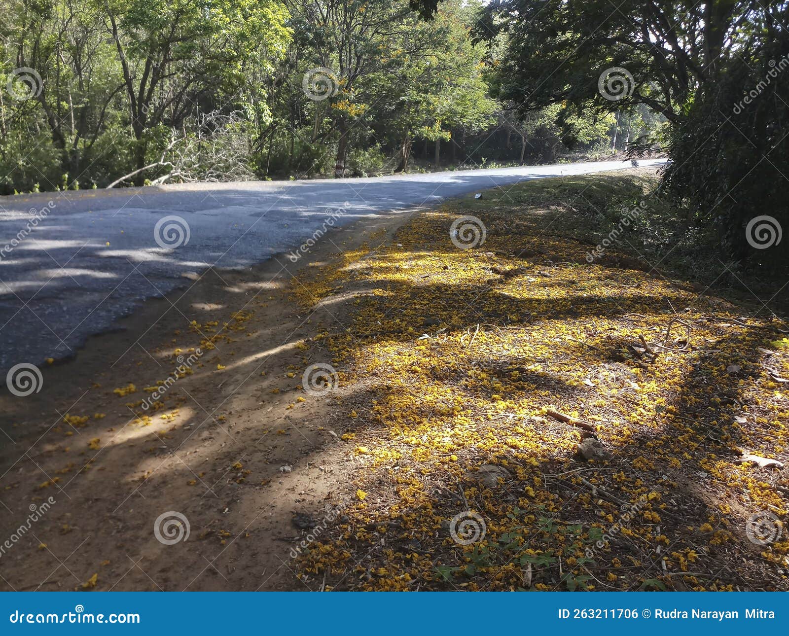 View of Dandeli Forest and Road Passing through the Trees of Dandeli ...