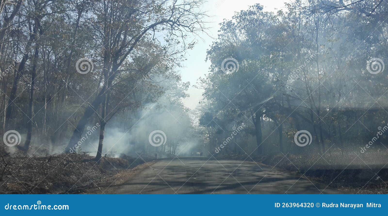 View of Dandeli Forest and Road Passing through the Trees of Dandeli ...