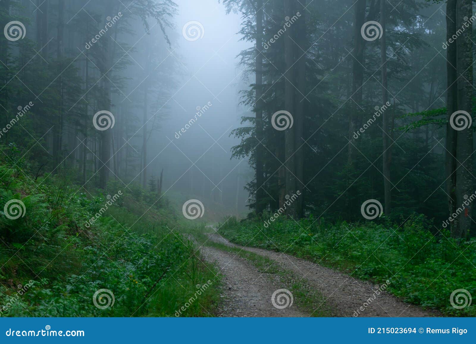 A view of a dark forest stock photo. Image of scenery - 215023694