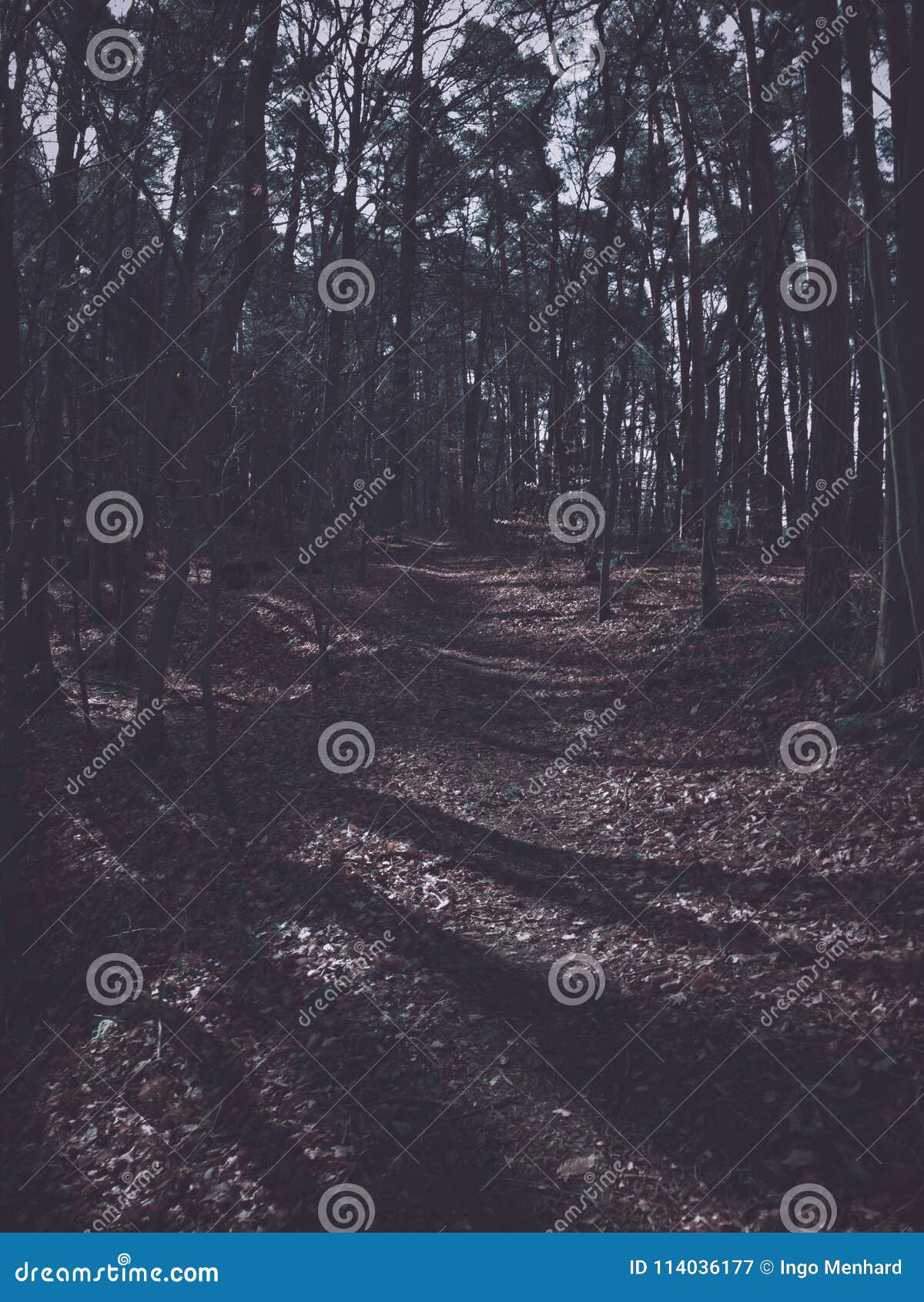 View into the dark forest stock image. Image of woodland - 114036177