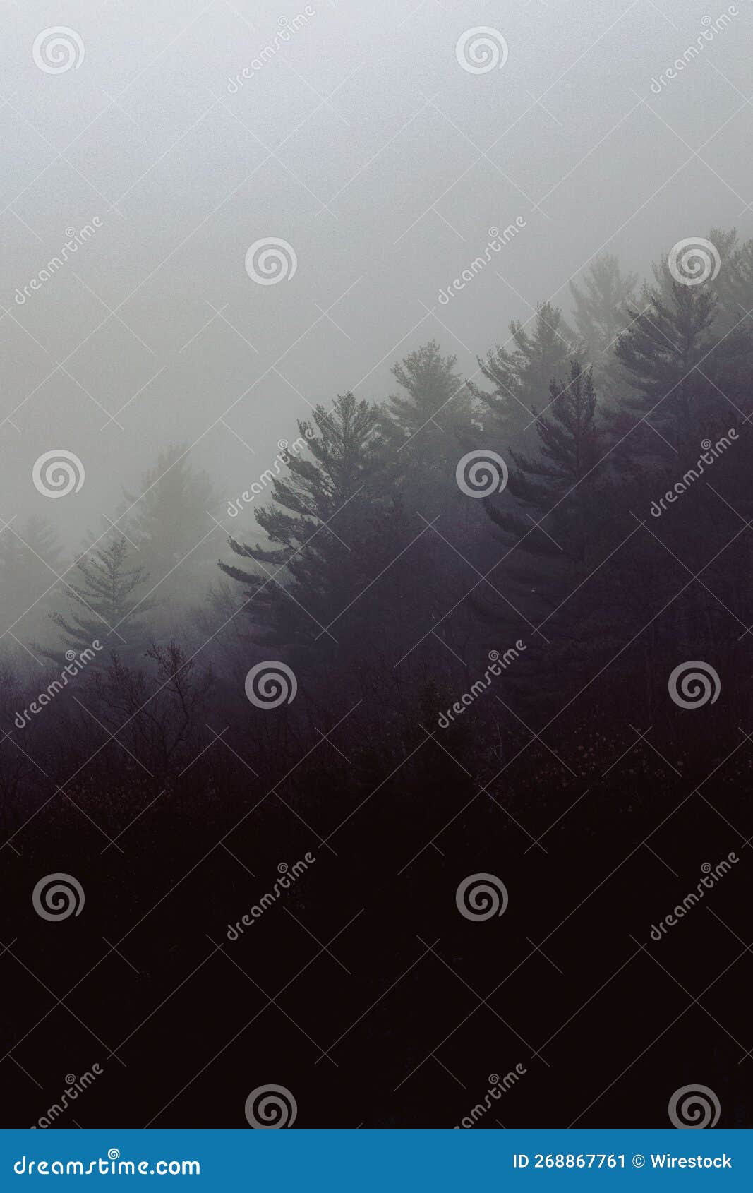 View of Dark Trees in the Fog during the Night. Stock Image - Image of ...