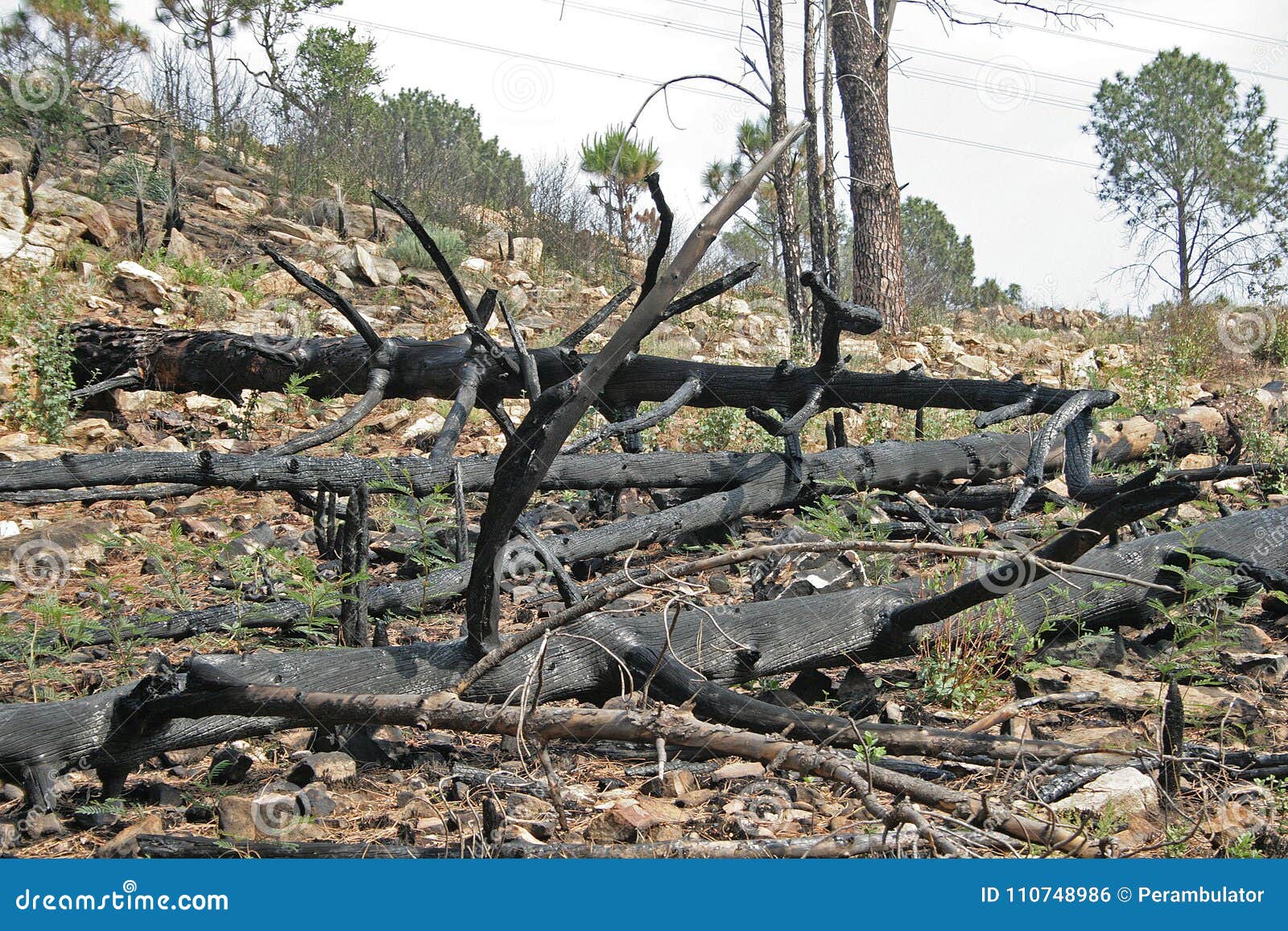 BLACK SCORCHED and BURNT TREE TRUNKS after a FIRE Stock Photo - Image ...