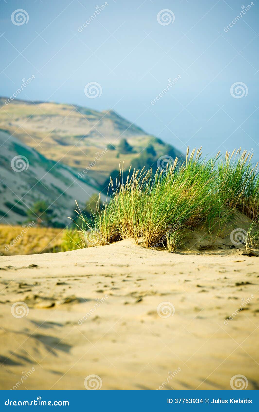 View of Dead Dunes, Nida, Lithuania Stock Photo - Image of beach, reed ...