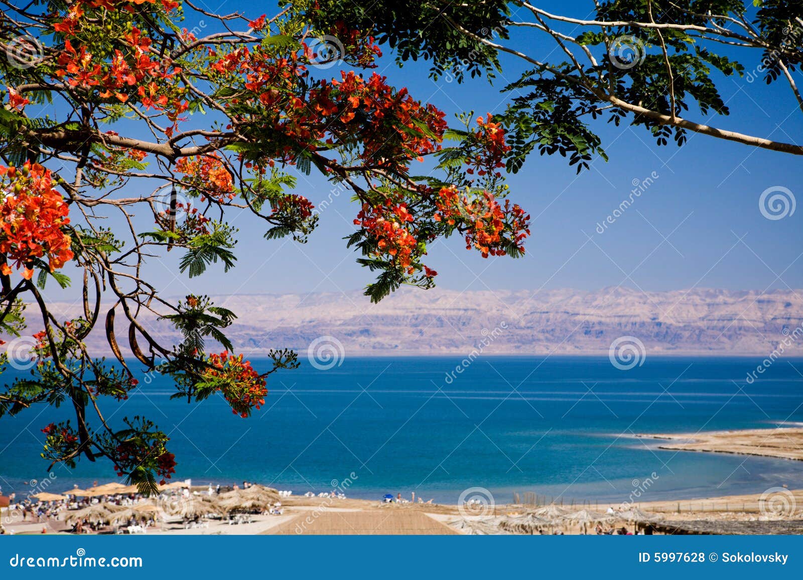 View of the Dead Sea, Israel Stock Photo - Image of coast, landscape ...