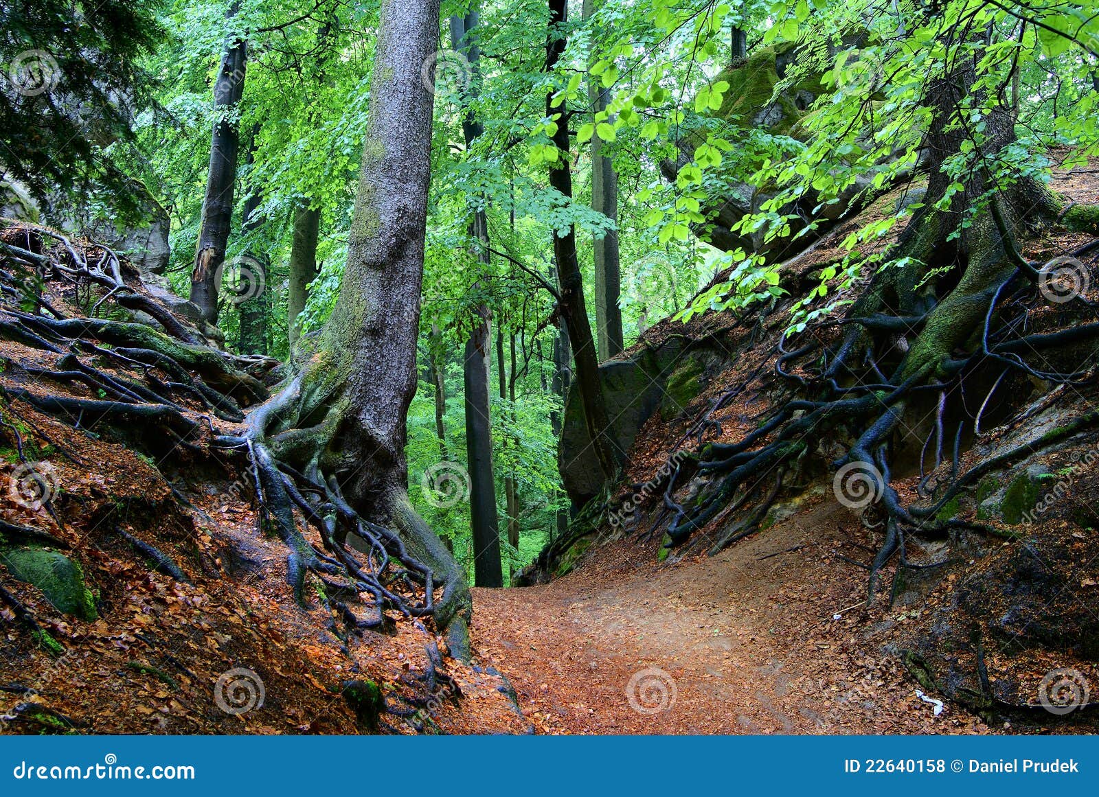 View of deciduous forest stock photo. Image of scene - 22640158
