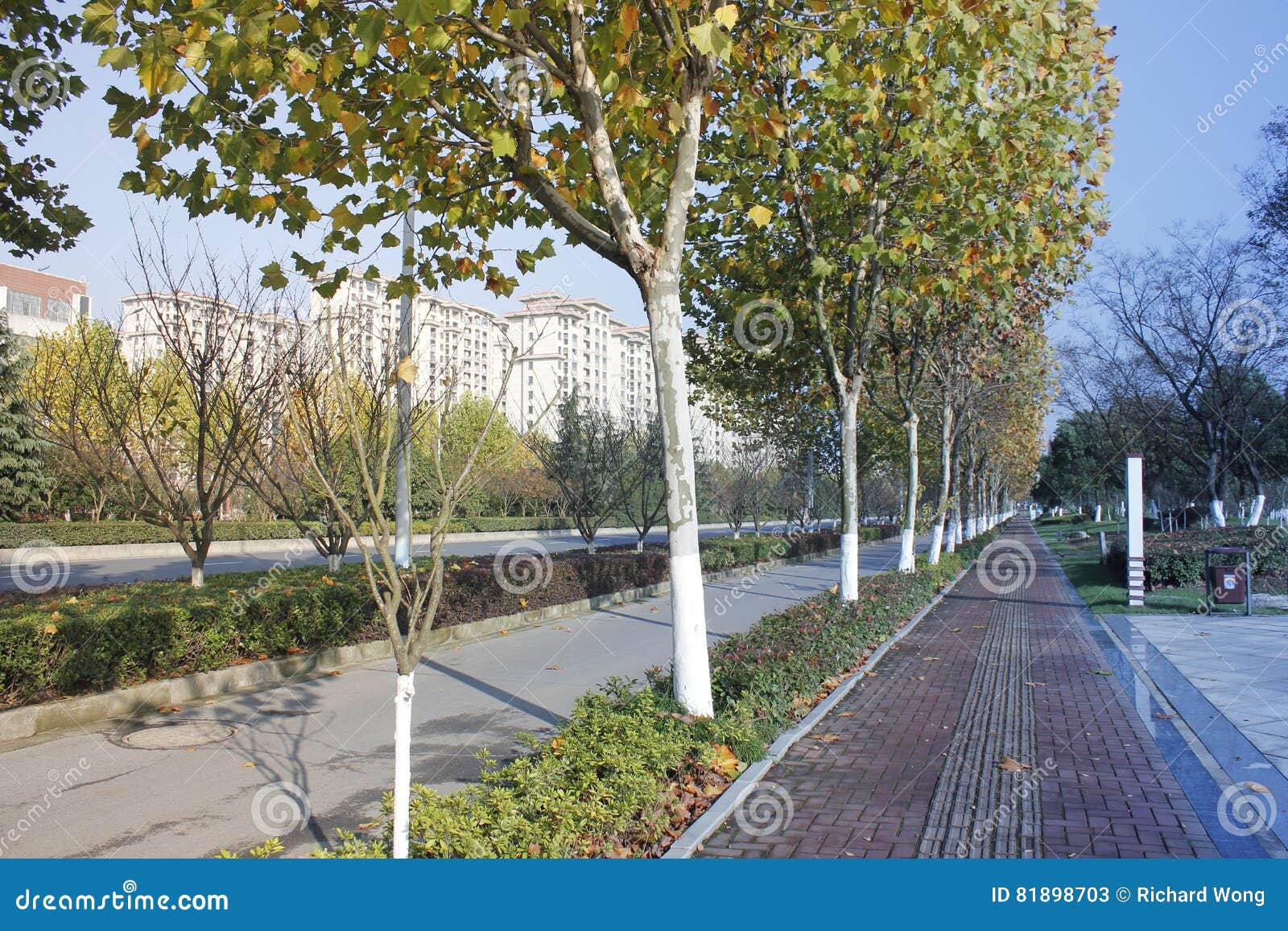 View for a Deeper Autumn Afternoon Day with the Fallen Phoenix Tree ...
