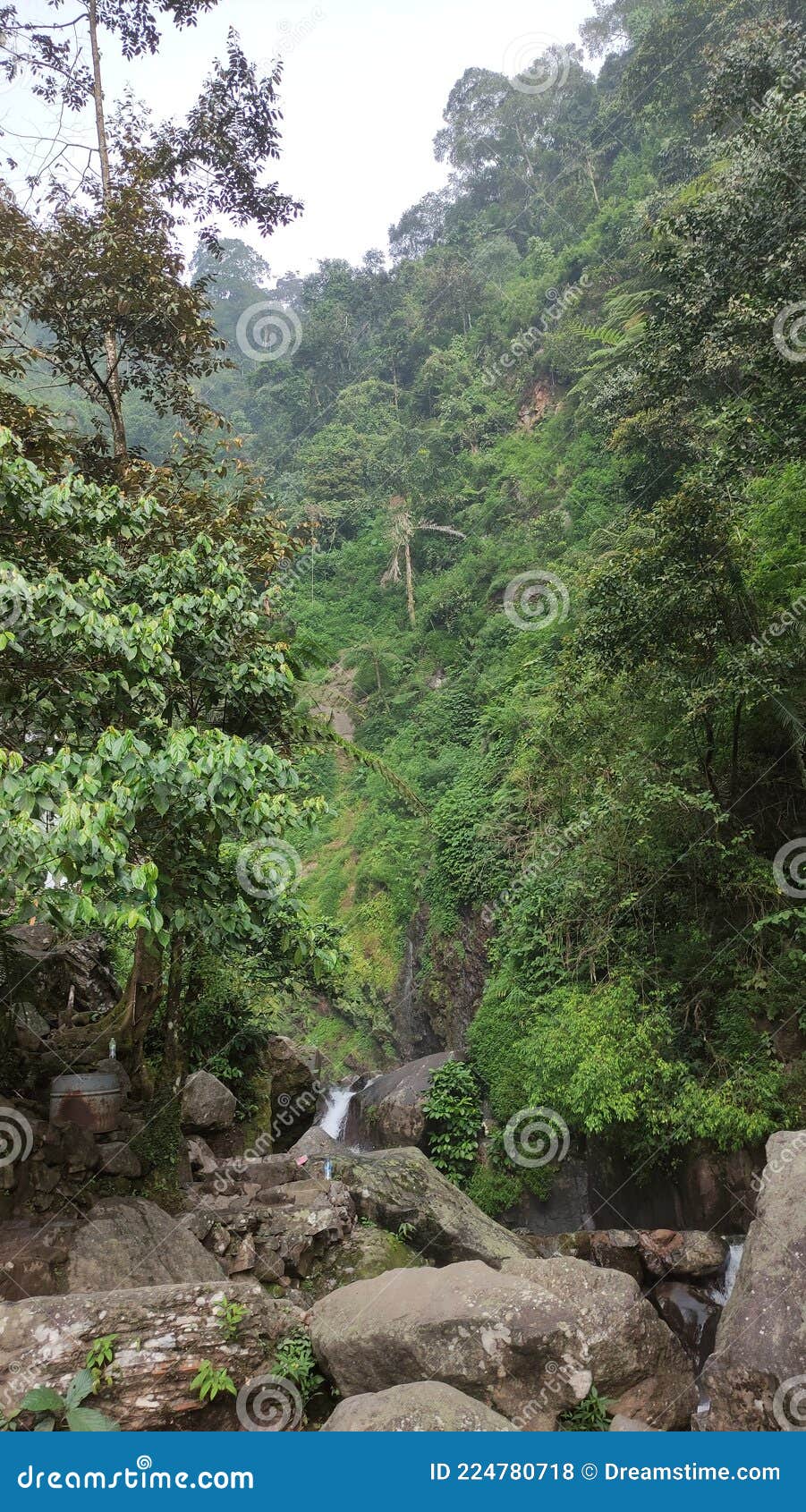 Beautiful View of the Deepest Forest Indonesia Stock Photo - Image of ...