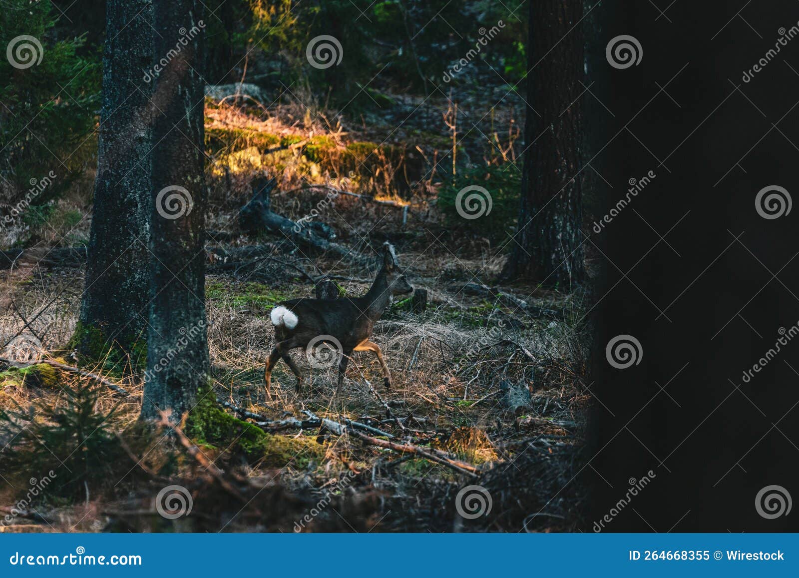 View of the Deer Captured from Behind Trunk Walking in the Swedish ...