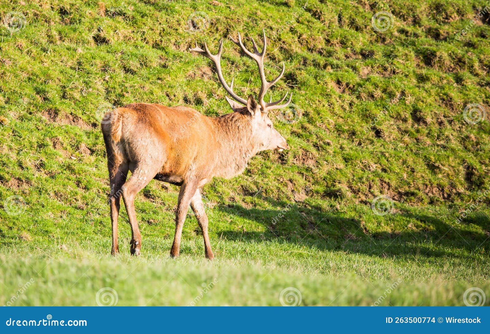 View of a Deer in the Nature Stock Photo - Image of animal, life: 263500774