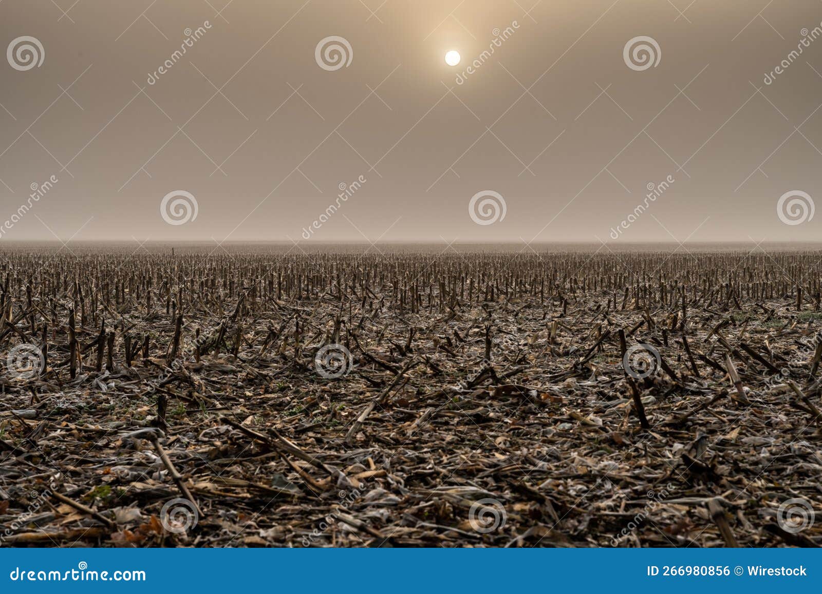 View of Deforestation with a Sun in the Background Stock Photo - Image ...