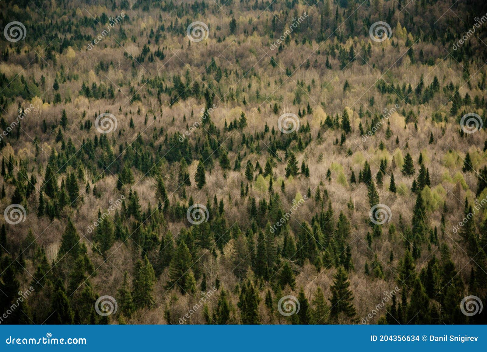 View of a Dense Forest, Lots of Greenery and Space. Wide Horizon Stock ...