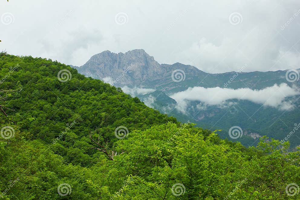 View of Dense Forest and Mountain. Mount Khustup Stock Image - Image of ...
