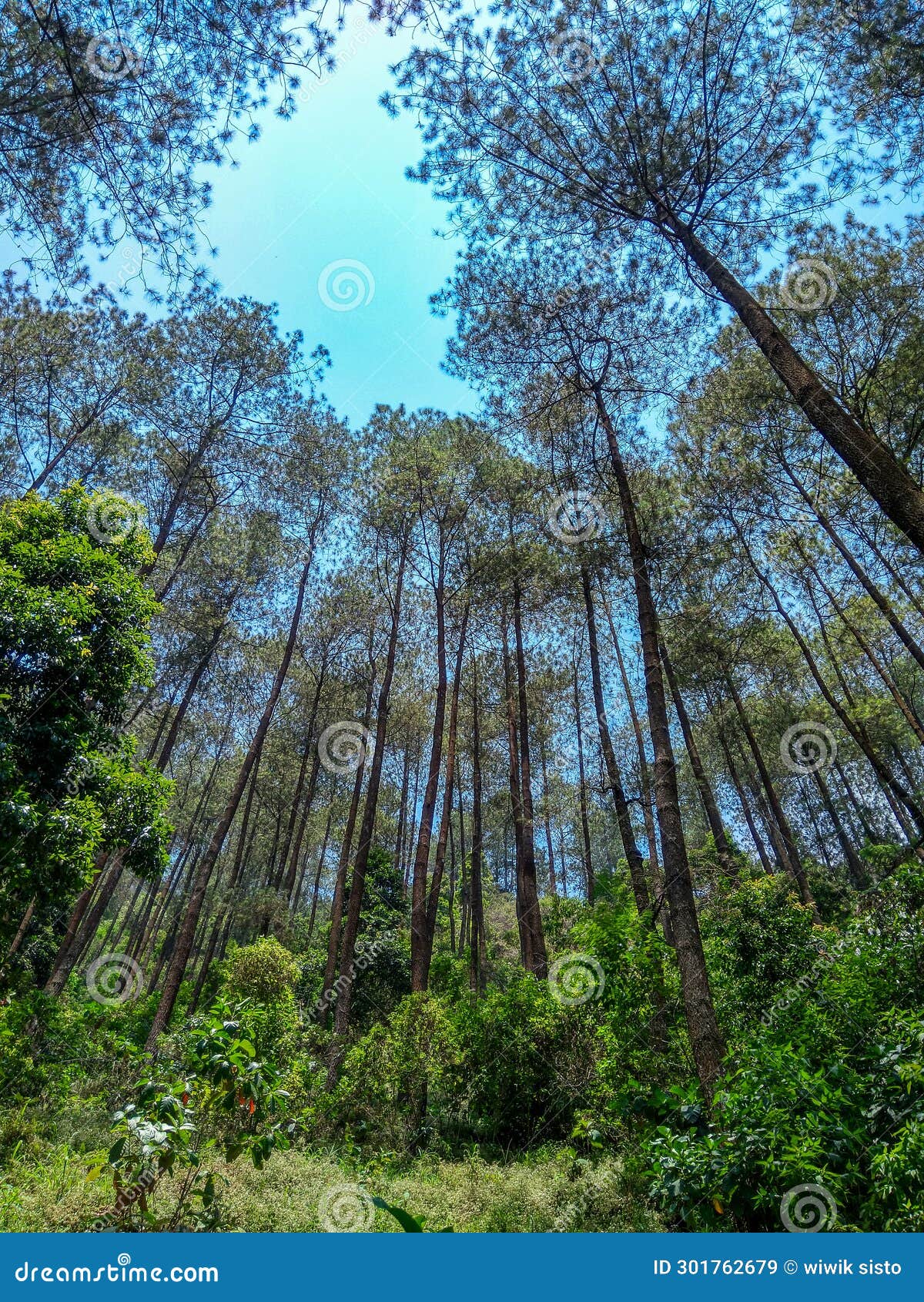 View of Dense Pine Forest Plants Stock Image - Image of view, branches ...