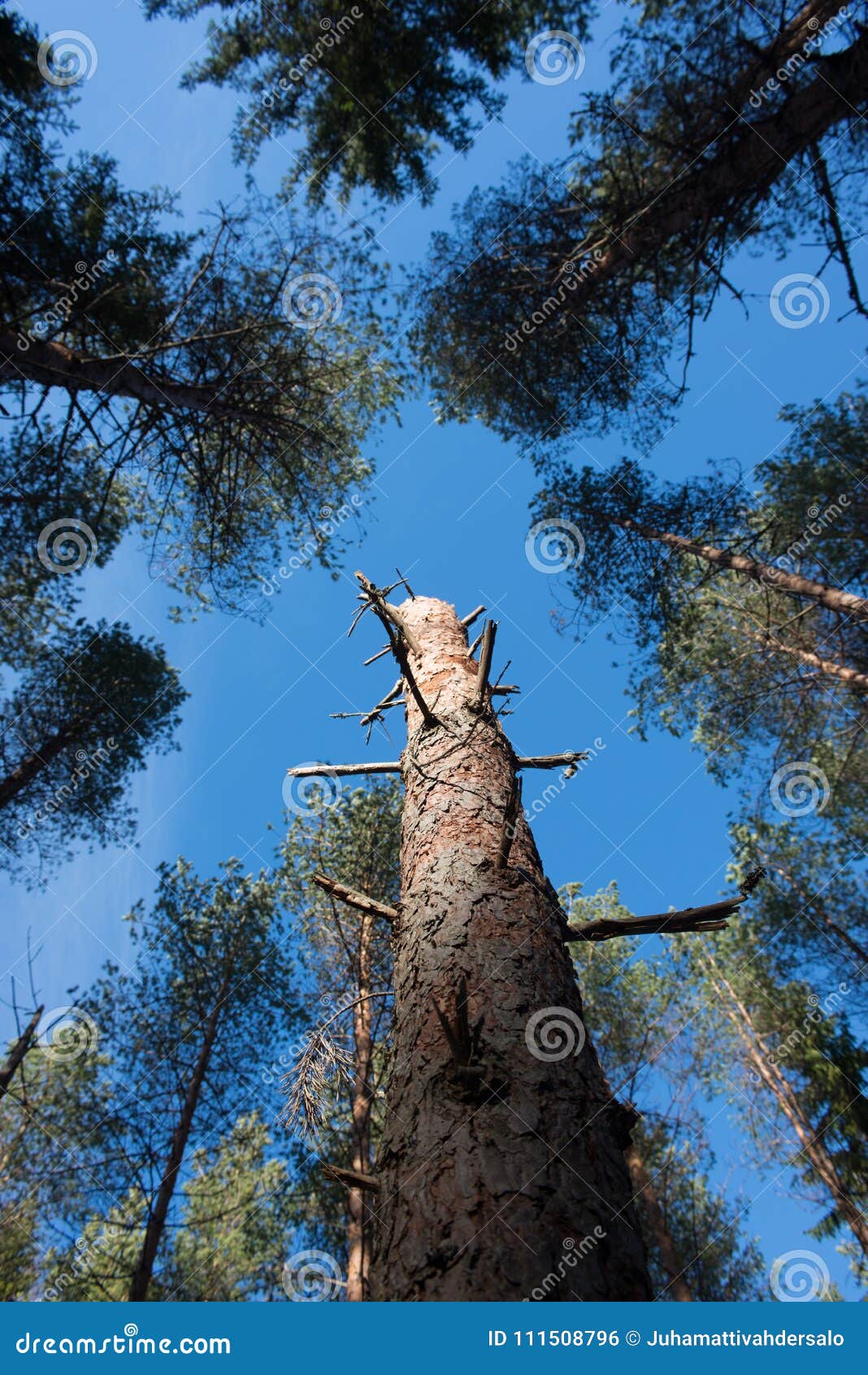 Upside view in the forest stock photo. Image of pine - 111508796
