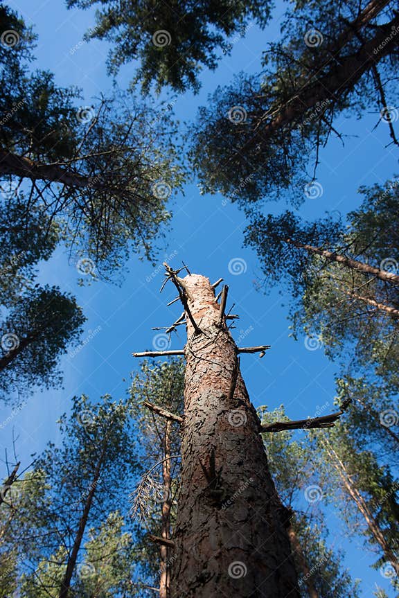 Upside view in the forest stock photo. Image of pine - 111508796