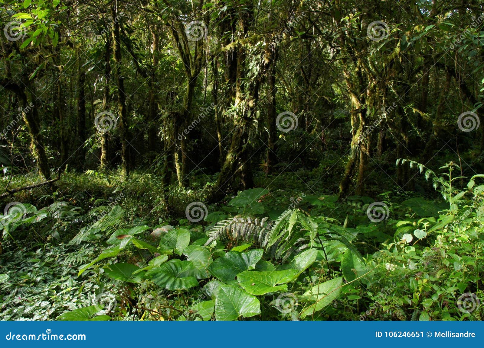 A View of Dense Rainforest Vegetation with Ocational Sunbeams Stock ...