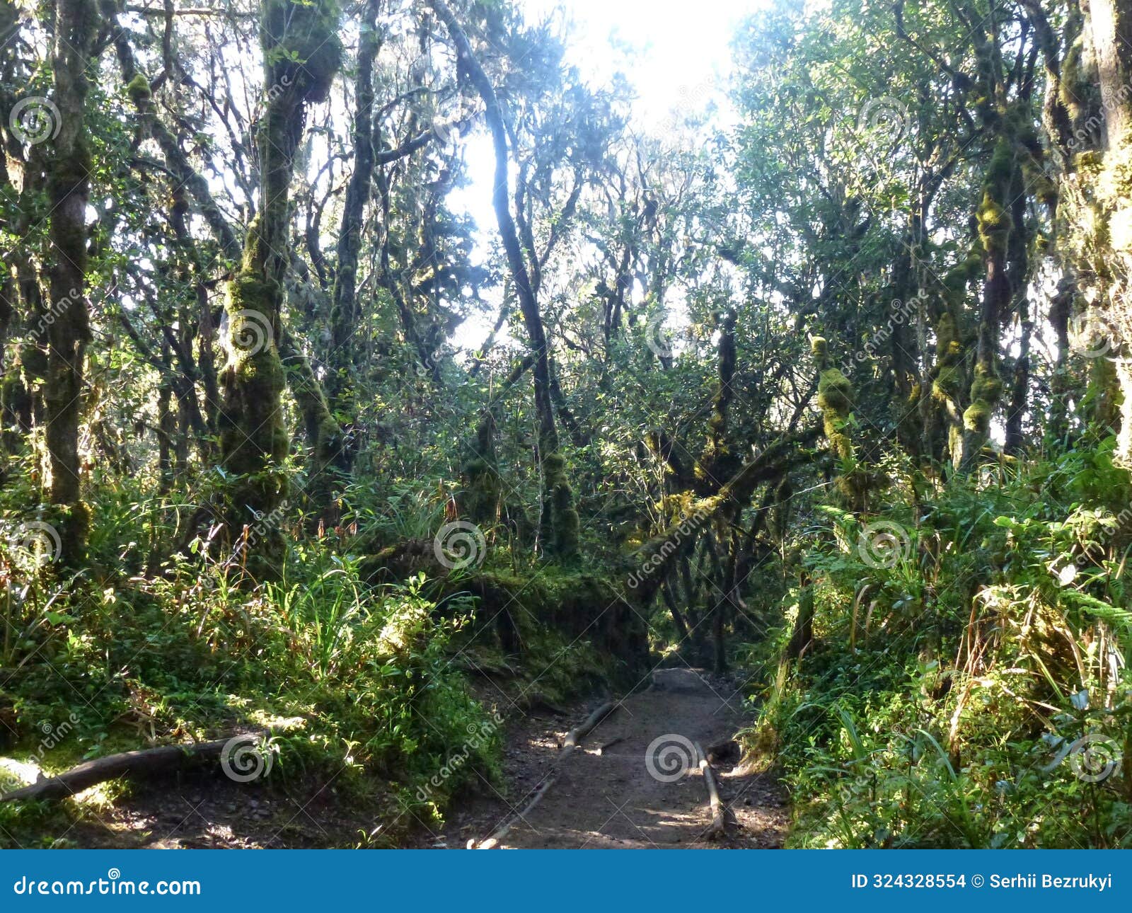A View of a Dense Summer Forest and a Path between Trees. Green Natural ...