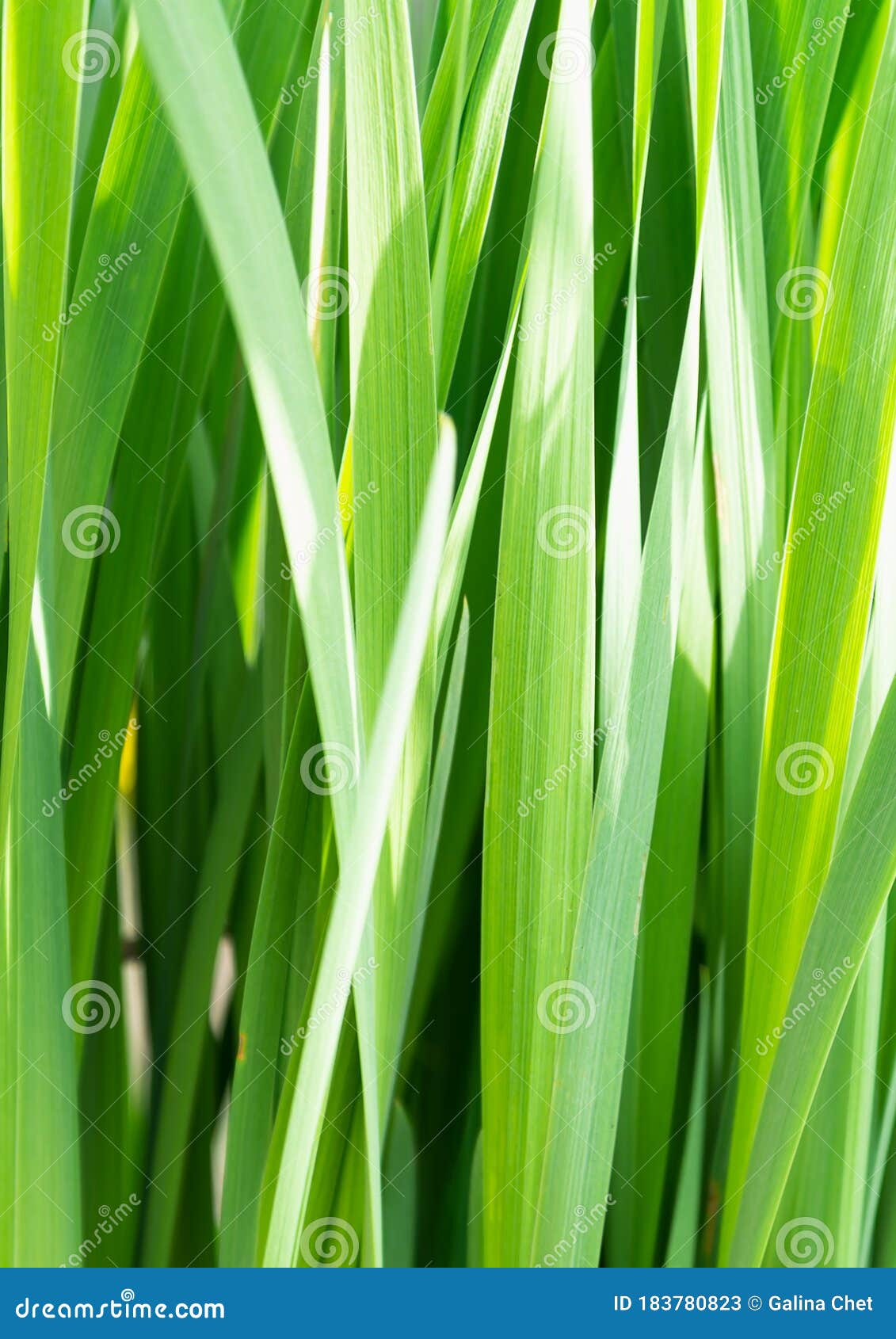 View of the Dense Tall Green Grass. Concept Background, Plants. Stock ...