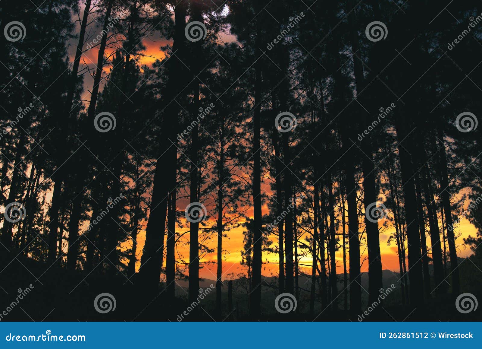 View of Dense Trees in Forest during Sunset Stock Photo - Image of ...