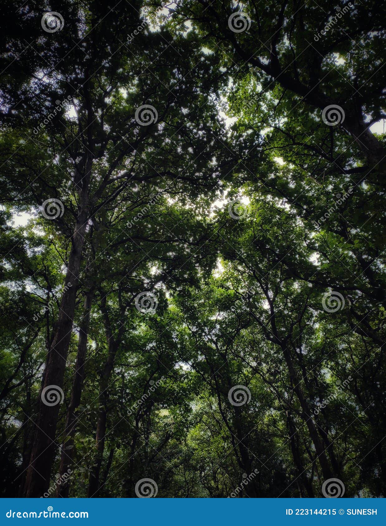 View of a Densed Forest Filled with Green Trees Stock Image - Image of ...