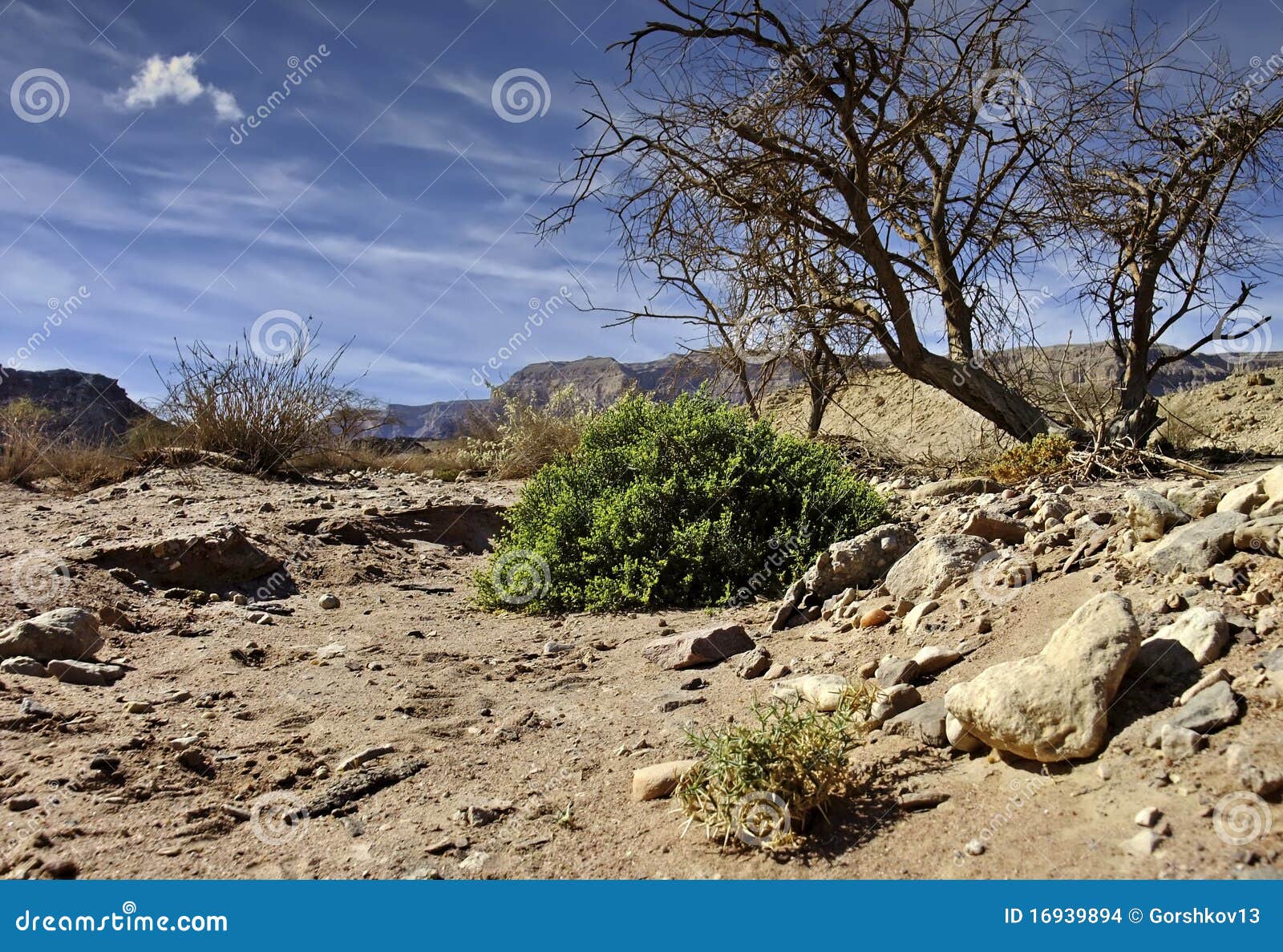 View on Desert in Timna Park, Spring, Israel Stock Photo - Image of ...